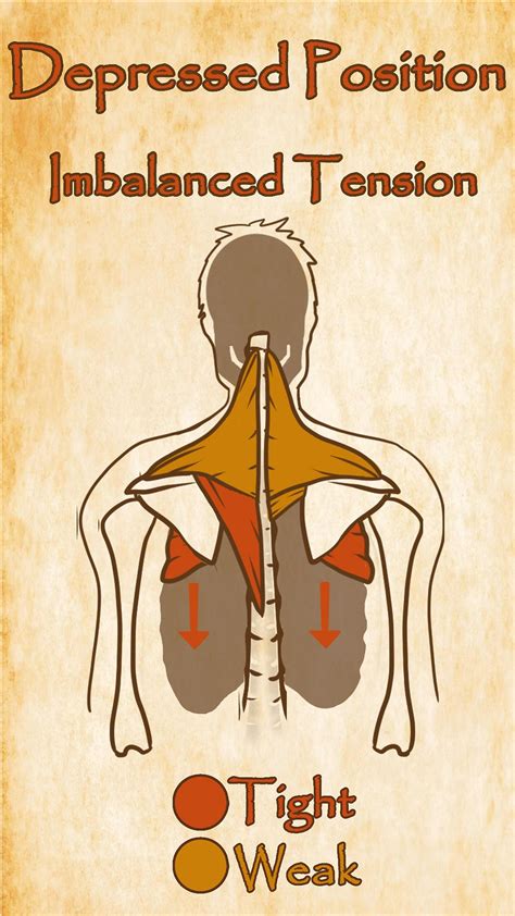 Scapular Mapping The Easiest Way To Address Shoulder Pain And Dysfunction