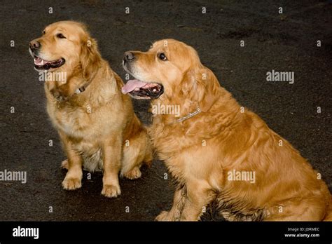 A Male And Female Golden Retriever Sit After Their Owners Have Met To Assess The Possibility Of