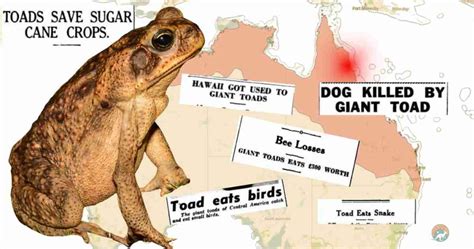 Cane Toad In Australia Invasion Guide
