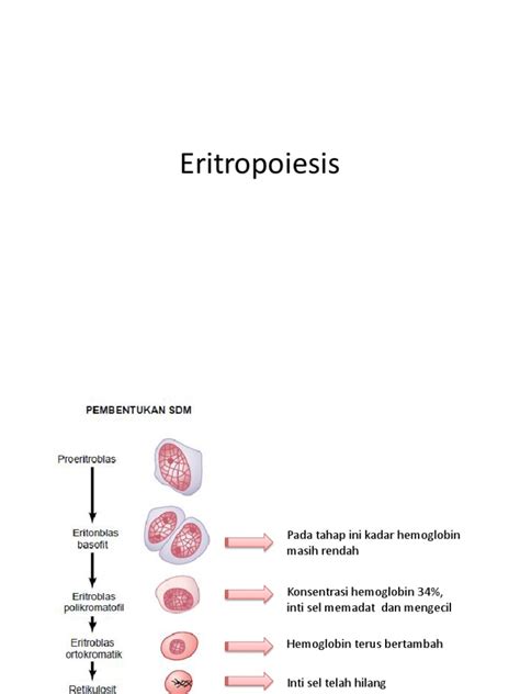 Eritropoiesis Pdf