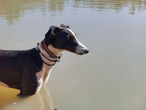 Mudhola Dog Is Trying To Swim Stock Image Image Of Swim Mudhola