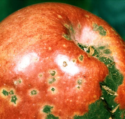 Apple Diseases And Pests Description Uses Propagation