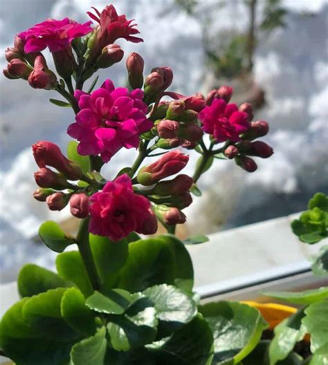 Kalanchoe Propagation Made Simple A Foolproof Guide For Success