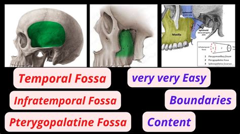 Infratemporal Fossa