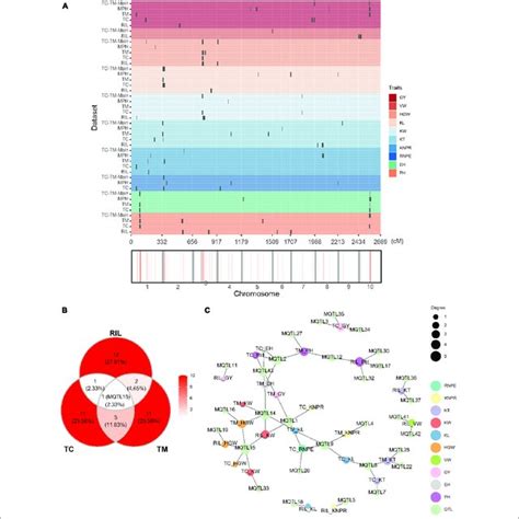 Quantitative Trait Loci Qtl Distribution And Pleiotropic Qtl Download Scientific Diagram