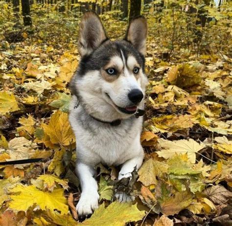 Corgi Husky Mix Horgi Owners Guide