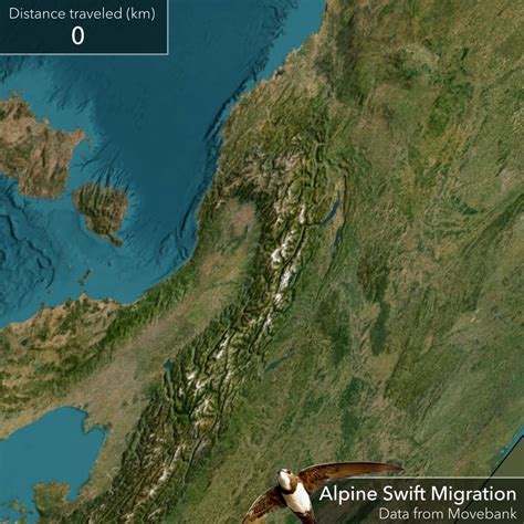 Alpine Swift Migration Tracking Animation R Birding