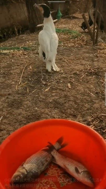 흰색 가마우지는 먹을 큰 물고기를 고르고 싶어합니다 Youtube