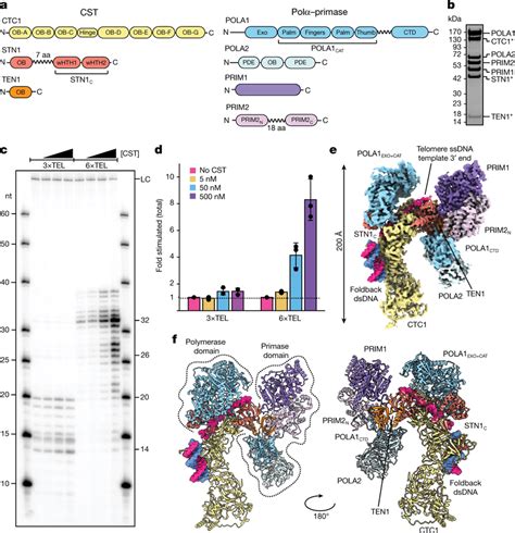 The Architecture Of The Human Cst Polαprimase Pic Bound To A Telomere Download Scientific