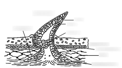 Diagram Of Dogfish Shark Placoid Scale Diagram Quizlet