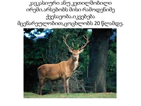 წითელი წიგნი გადაშენების პირას მყოფი ცხოველები