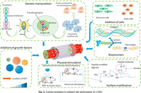 Figure 1 From Regeneration Of Peripheral Nerves By Nerve Guidance Conduits Influence Of Design