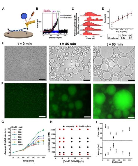 Cis Clustering Drives Llps Of Cadherin 23 A Schematic Representation