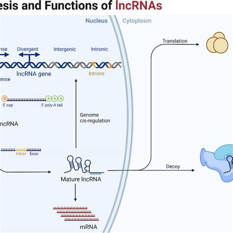 Biogenesis And Functions Of Lncrnas Lncrnas Are Categorized Based On Download Scientific