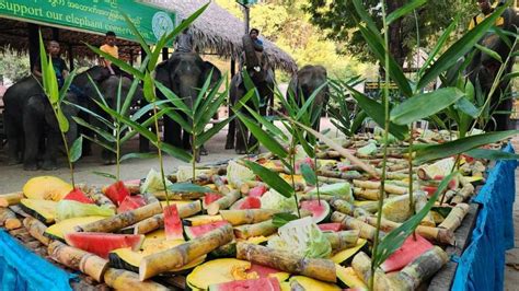 ပလင်းကမ်းသာယာဆင်စခန်းရှိဆင်များအား ကိုဗစ် ၁၉ ကူးစက်ရောဂါကာလအတွင်း