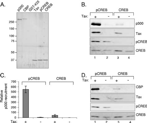 Recruitment Of P300 And Cbp To A Viral Cre Containing Promoter Requires Download Scientific