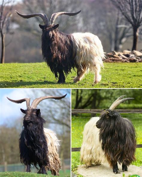 สารคดีสัตว์โลก 🔥 นี่คือ “แพะวาเลส์แบล็กเนค Valais Blackneck Goat” — หนึ่งในแพะที่โดดเด่น