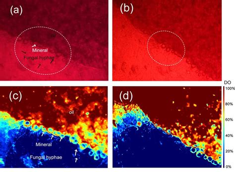 2d distributions of dissolved oxygen do concentration in the