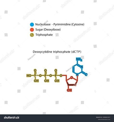 Deoxycytidine Triphosphate Dctp Skeletal Structure Schematic Stock Vector Royalty Free