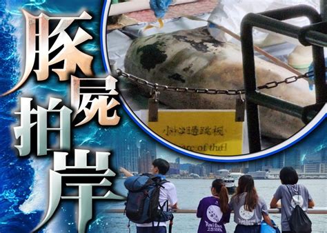中環碼頭海面現江豚屍體 海洋公園人員撈起檢走｜即時新聞｜港澳｜oncc東網