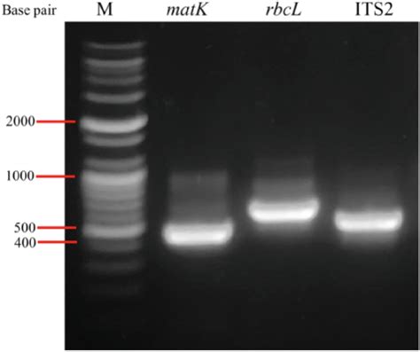 Amplification Of Dna Target Using Three Different Primers Set Matk