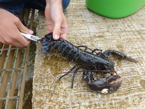 What Is A V Notch Lobster At Heather Meyers Blog