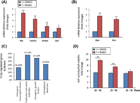 Figure 1 From Butein Promotes Lineage Commitment Of Bone Marrow Derived