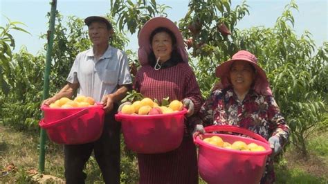 桃子熟了丰收乐 满园果香飘四方斛山乡发展光山