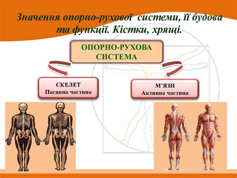 Опора та рух Значення опорно рухової системи її будова та функції Кістки хрящі презентация