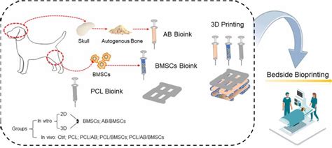 Schematic Illustration Of The Bbp Process Used For Cranioplasty And Download Scientific
