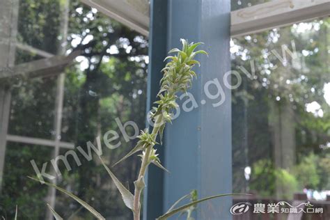 Orthophytum Foliosum