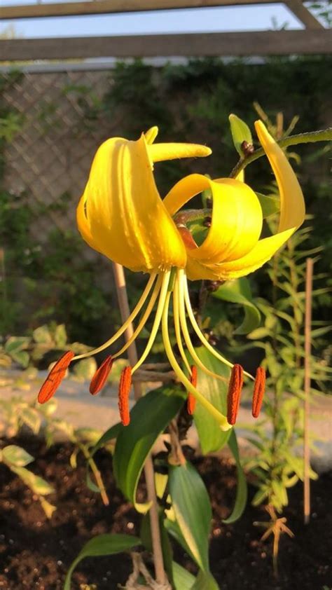 Lilium Lancifolium Lilium Division Ix