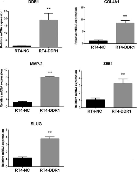 The Mrna Expression Of Ddr1 Col4a1 Mmp 2 Zeb1 And Slug After
