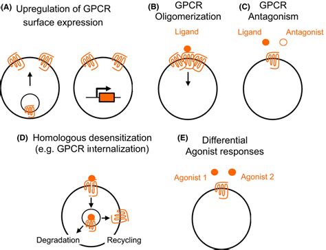 Regulation Of G‐protein Coupled Receptor Gpcr Functionality In Download Scientific Diagram