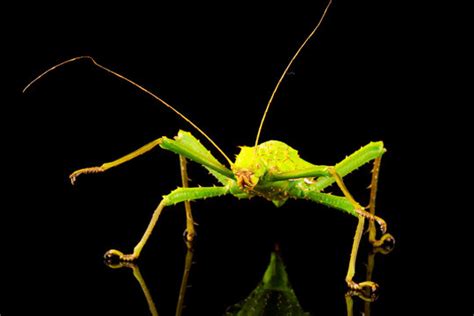 รูปภาพdilatata เลือกดูภาพถ่ายสต็อก เวกเตอร์ และวิดีโอ171 Adobe Stock