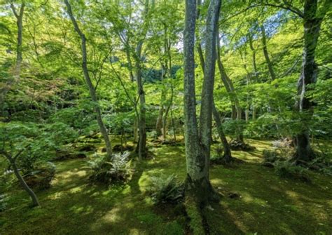 京都祇王寺の青もみじと苔 360度鮮やか過ぎる新緑世界京都移住を夢見て
