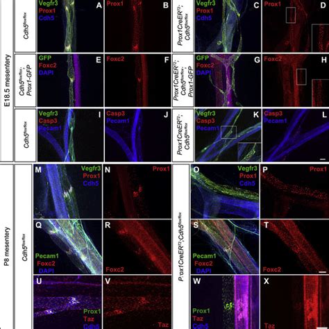 Ve Cadherin Is Required For Lymphatic Endothelial Cell Alignment With Download Scientific