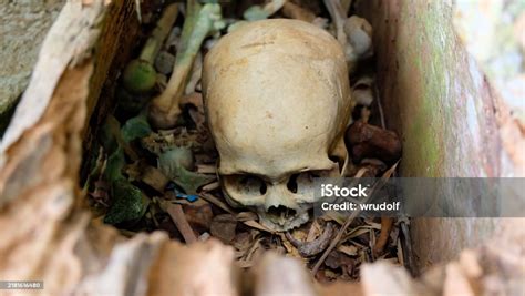 뼈와 다른 파편으로 둘러싸인 세부 사항을 보여주는 두개골의 클로즈업과 나무를 사용하여 이미지를 구성합니다 0명에 대한 스톡 사진 및 기타 이미지 Istock