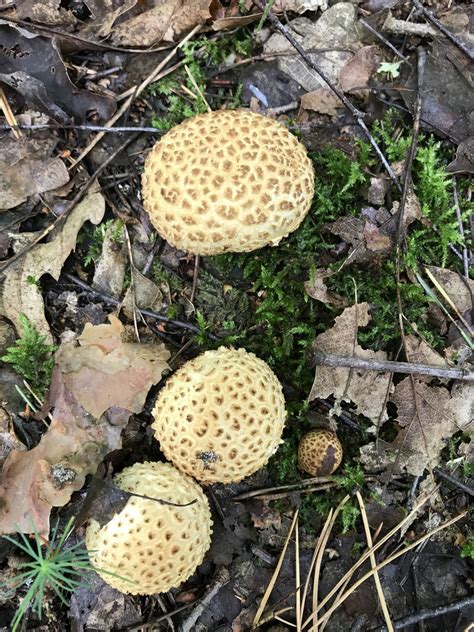 Tęgoskór Cytrynowy Scleroderma Citrinum Atlas Nagrzyby Pl