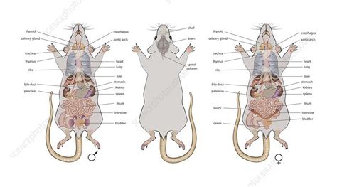 Mouse Anatomy Illustration Stock Image C0471852 In 2025 Anatomy