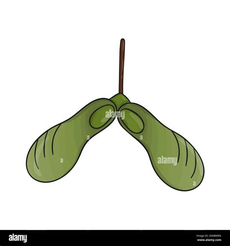 Vector Colored Green Maple Tree Fruit Icon Isolated On White Background