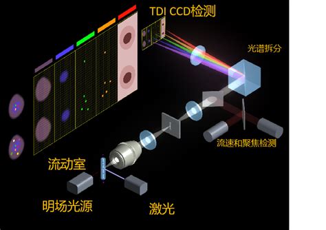 Cytek Amnis® 成像流式 泽汇生物