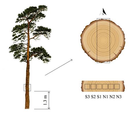 Sampling Strategy Diagram Download Scientific Diagram