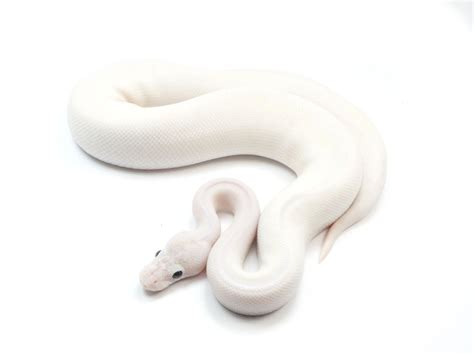 2021 Male Orion Bald Lesser Bee Ball Python New England Reptile Nerd