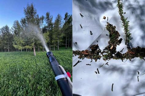 Ойн хөнөөлт шавжтай тэмцэх ажил Архангайд үргэлжилж байна