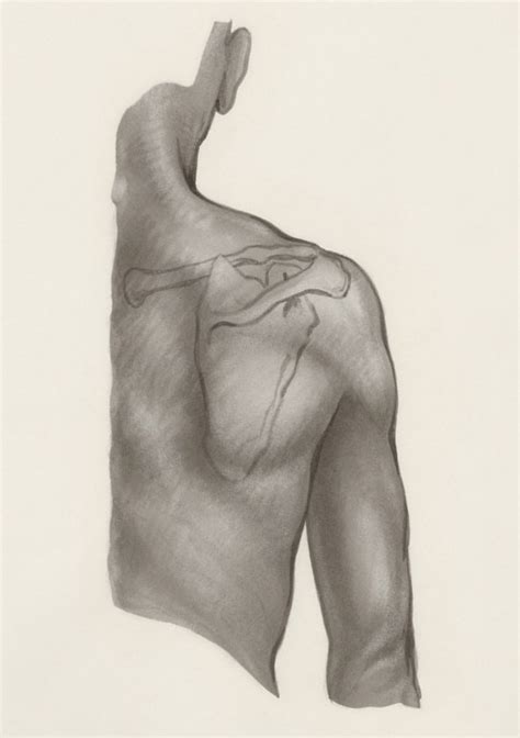 Clavicle Length Calculator CalculateQuick