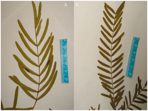Leaf Architecture In The Morphological Diversity Of The Genus Prosopis