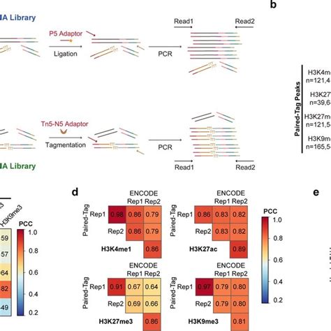 Overview Of Paired Tag A Schematic Of Paired Tag Workflow See Main Download Scientific