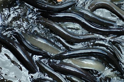 Meet The Mysterious Freshwater Eels Of New Zealand