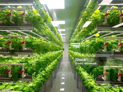 신선한 야채는 실내 농장 수직 농장에서 자라고 있습니다 수경 재배에 대한 스톡 사진 및 기타 이미지 수경 재배 수직 농법 실내 Istock